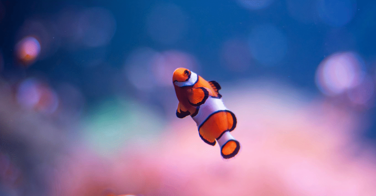 Finding Nemo a Therapist - W'SUP News